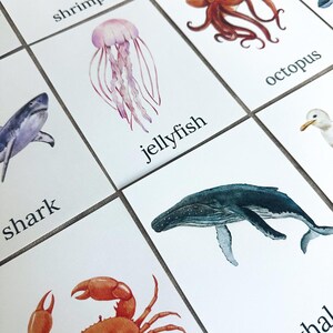 Ocean Animal Cards for Animal Recognition Beachy Prints for Toddler ...