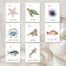 Ocean Bundle Preschool Nature Bundle Ocean Flash Cards Alphabet Flash ...
