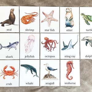 Ocean Animal Cards for Animal Recognition Beachy Prints for Toddler ...