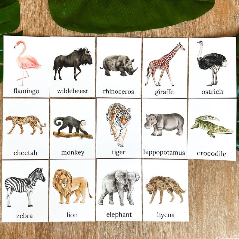 Safari Animal Recognition Cards Jungle Animal Prints for Toddler ...