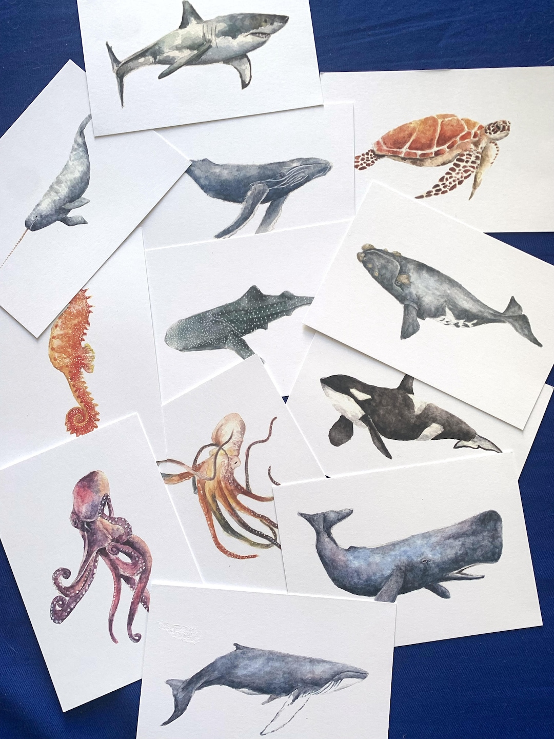 Animal Postcard Set of 15, Sea Creatures Animal Postcards, Greeting ...