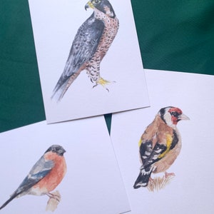 Bird Postcard Set, Cute Bird Postcards, Nature Postcard, Postcard Gift ...