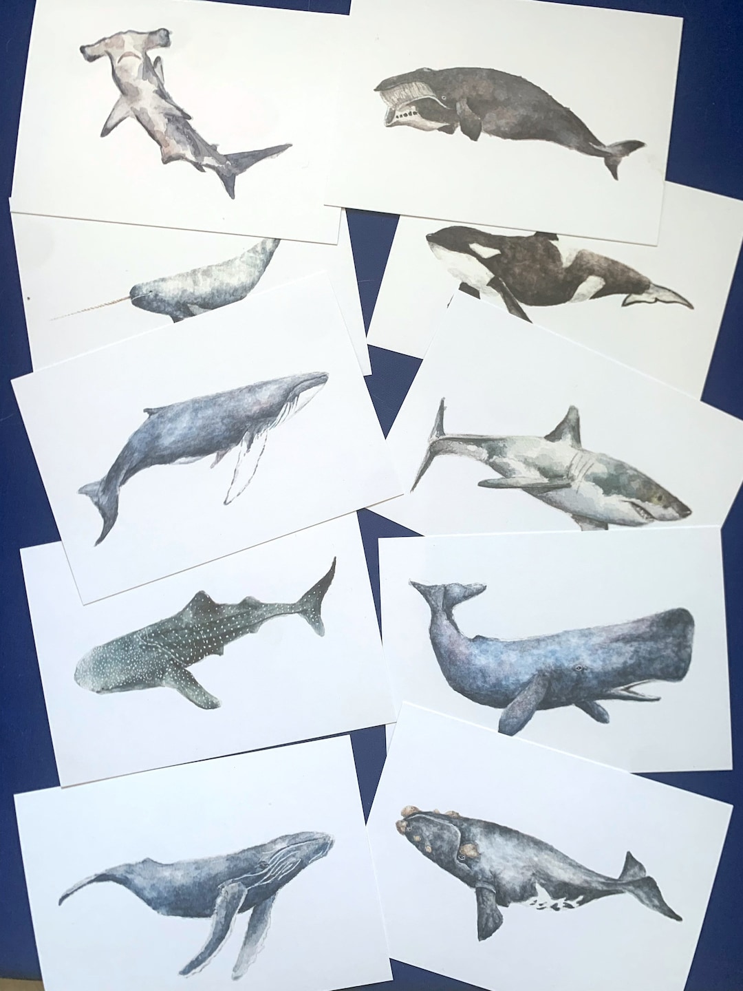 Whale Postcard Set of 10, Whale Postcards, Greeting Card, Small Gift - Etsy