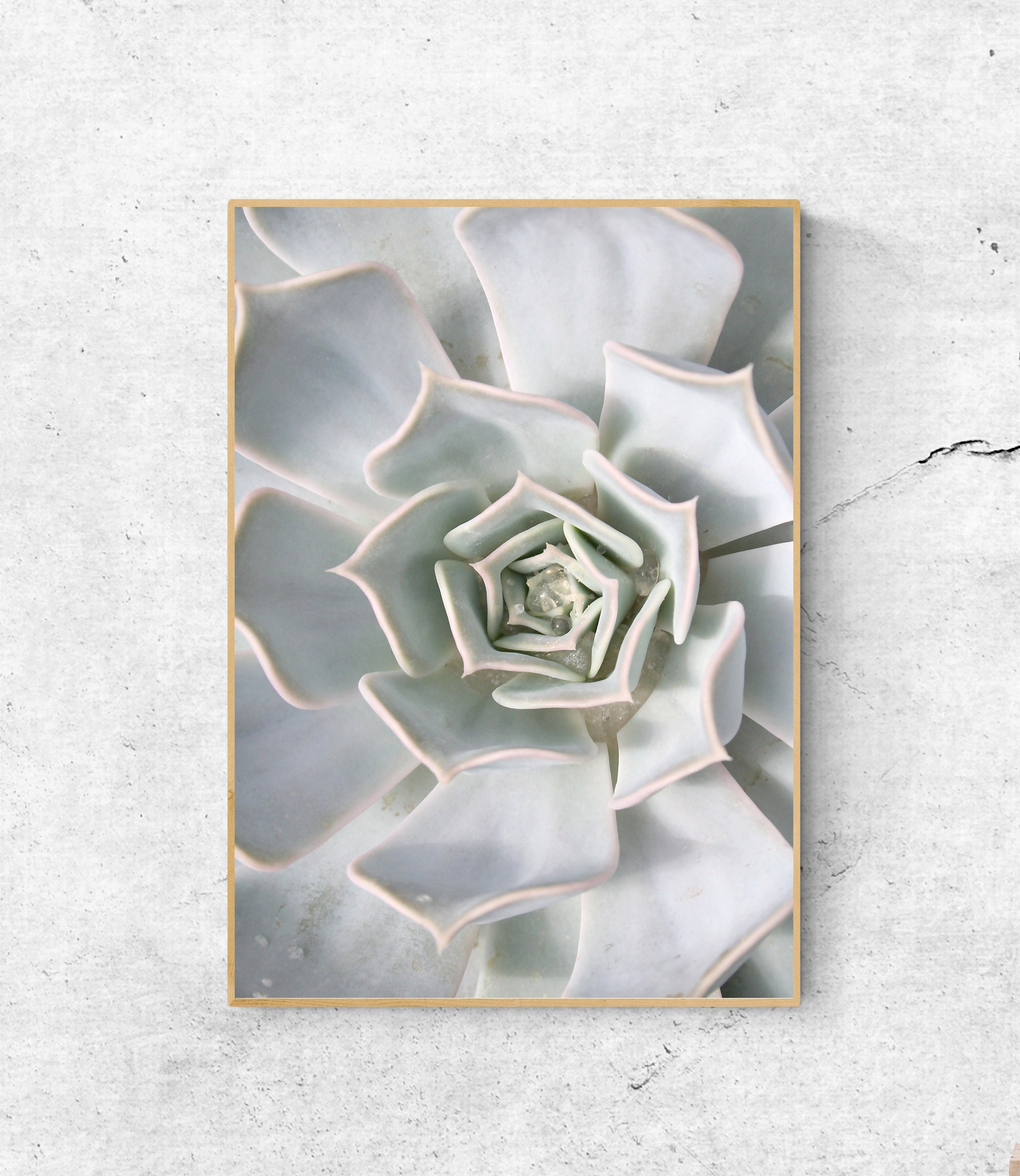 Succulent Print Poster White Succulent Wall Art Printable | Etsy