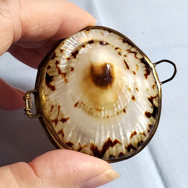 Shell Coin Purse - Etsy