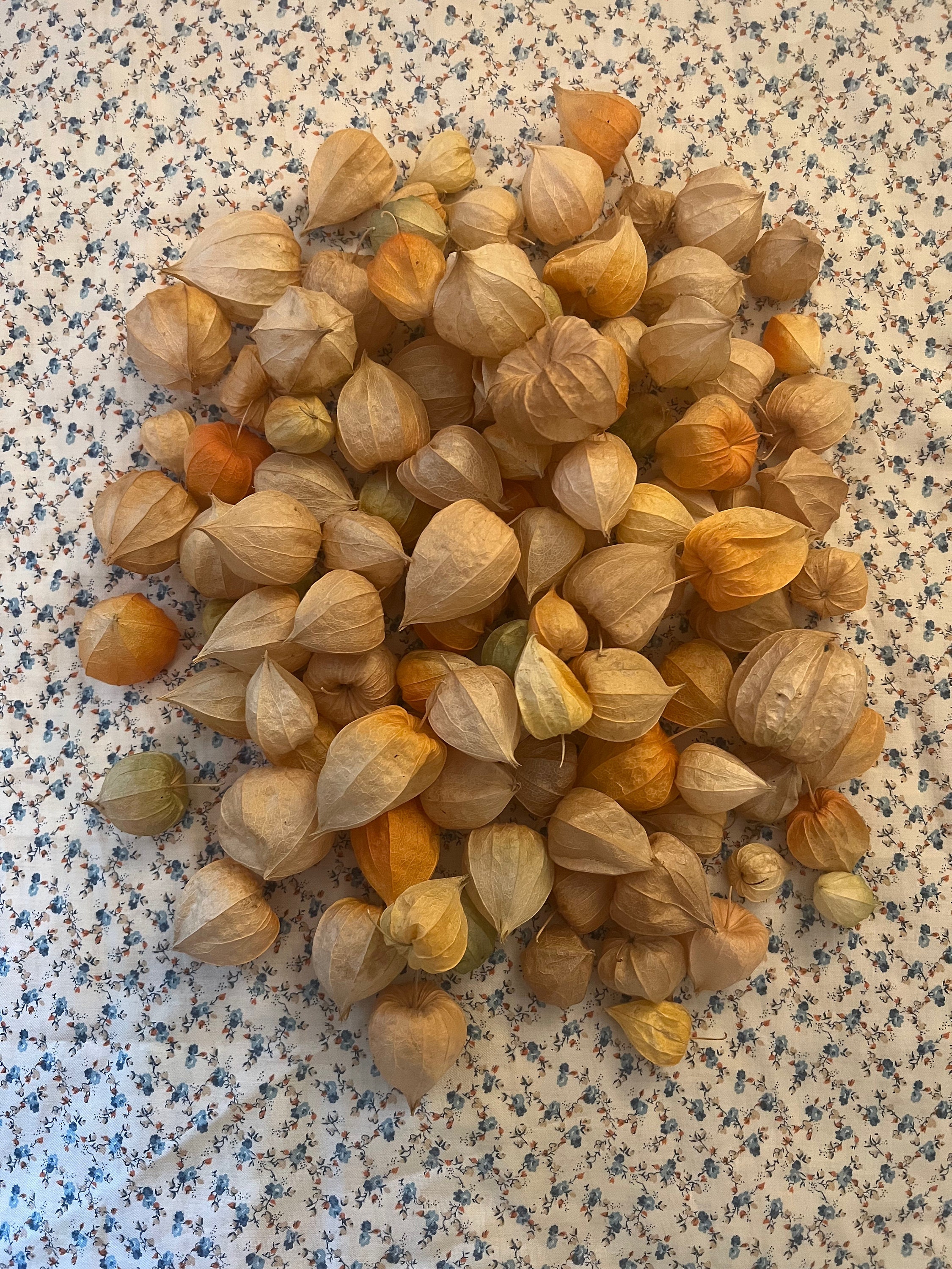 RARE DRIED PODS 80 Natural Chinese Lanterns Physalis Alkekengi Vase ...