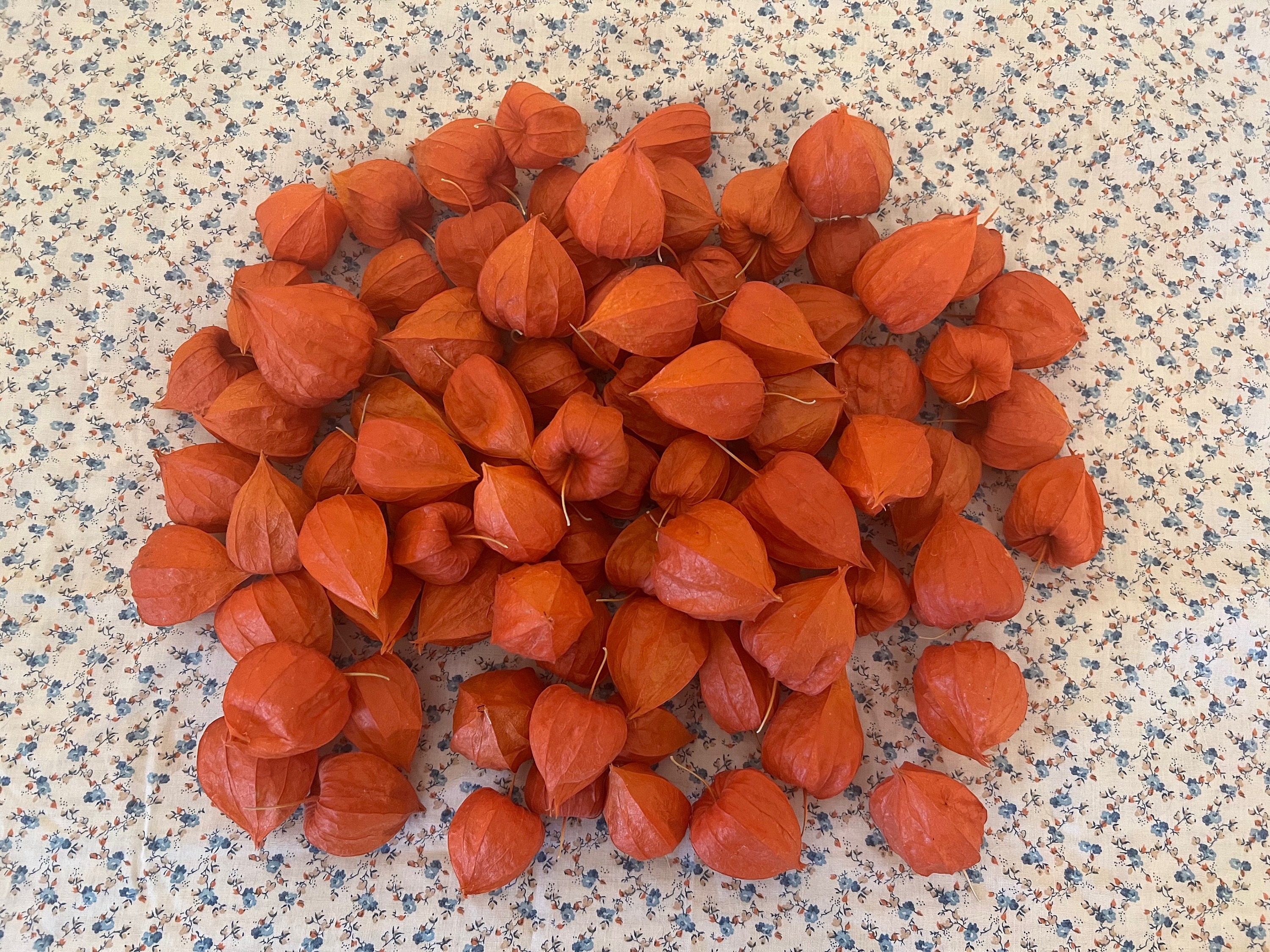 80 SOLID ORANGE PODS Chinese Lantern Physalis Alkekengi Natural Dried ...