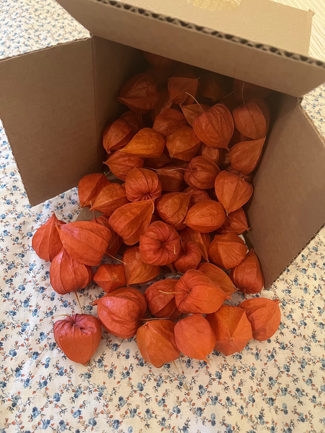 80 SOLID ORANGE PODS Chinese Lantern Physalis Alkekengi Natural Dried ...