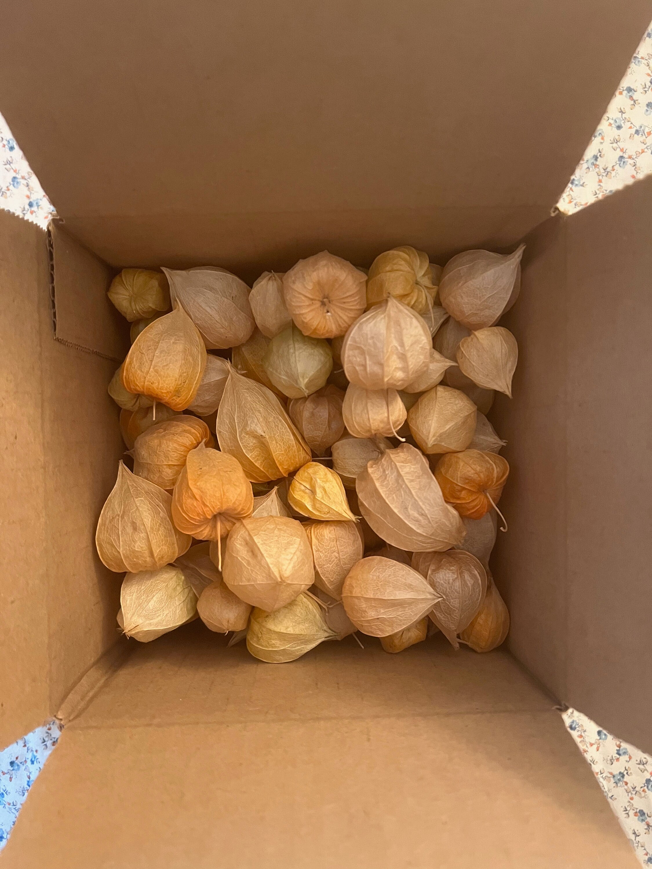 RARE DRIED PODS 80 Natural Chinese Lanterns Physalis Alkekengi Vase ...