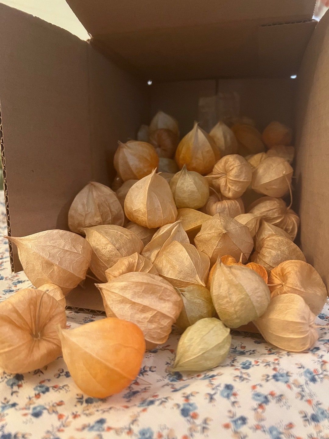 RARE DRIED PODS! 80 Natural Chinese Lanterns Physalis Alkekengi Vase ...