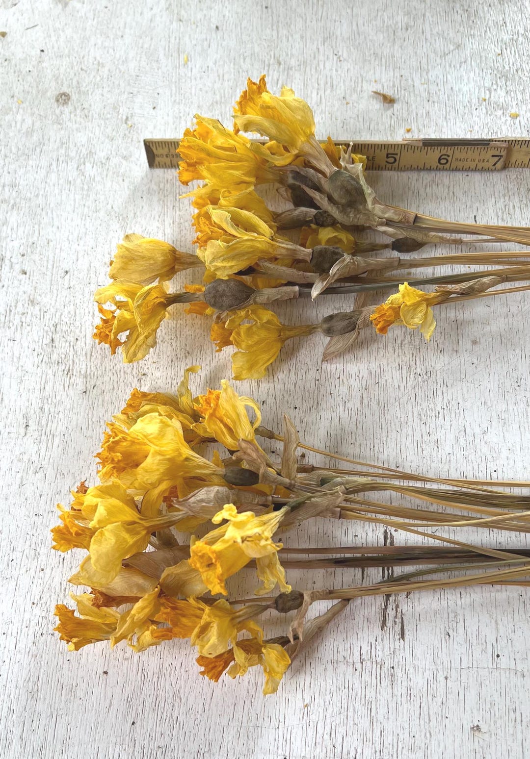 RARE DRIED DAFFODILS One Dozen per Bouquet Narcissus Spray Natural Home ...