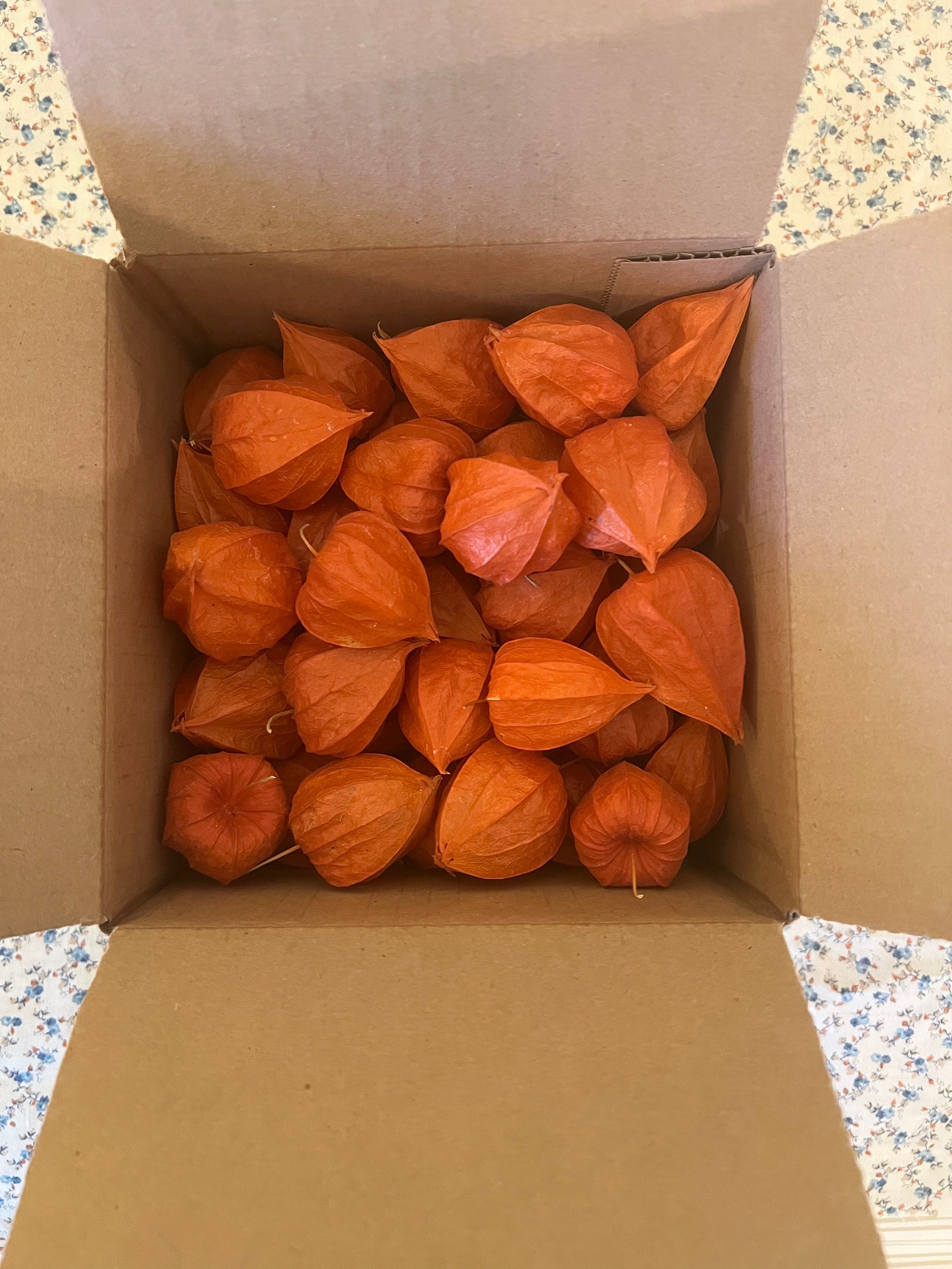 80 SOLID ORANGE PODS Chinese Lantern Physalis Alkekengi Natural Dried ...