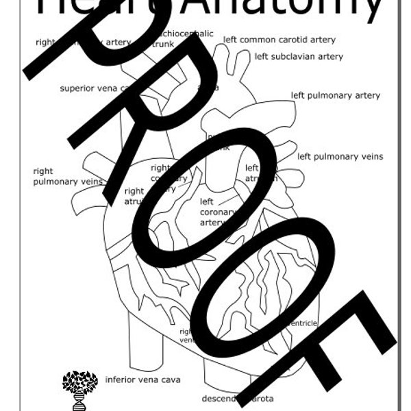 Heart Anatomy Coloring Page - Etsy