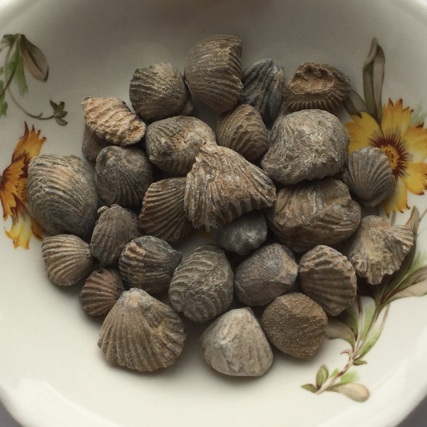 Brachiopod Clam Fossil, Rhynchonella, Ancient Ocean Creature, 525 MYO ...