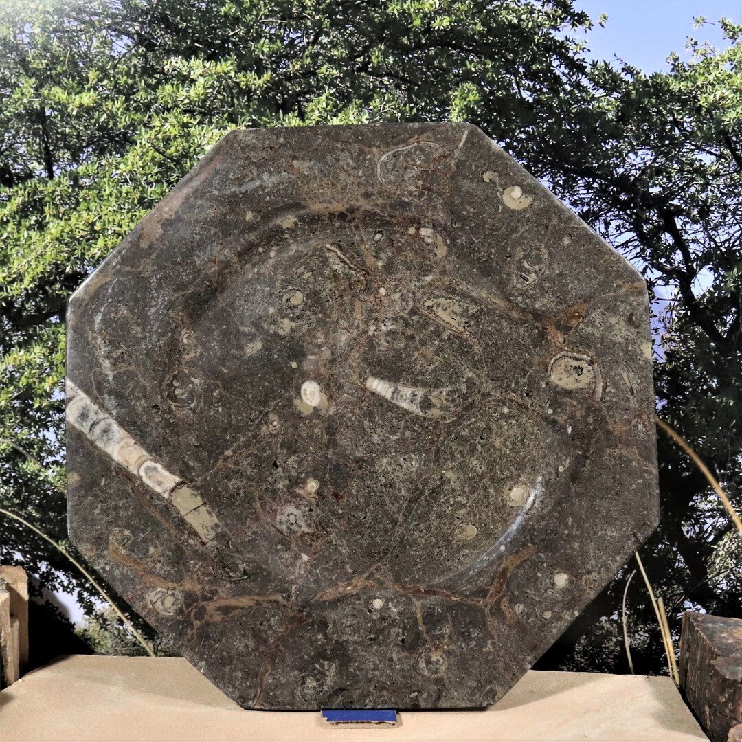 2 Orthoceras Plates, Fossil Plates, Large Black Stone Fossil Plates ...