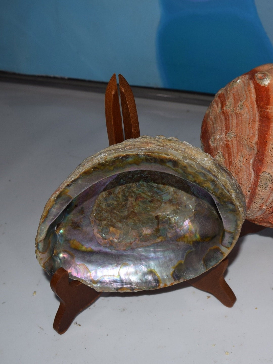 Iridescent Real Natural Fossil Sea Shells Abalone Seashell Mother of ...