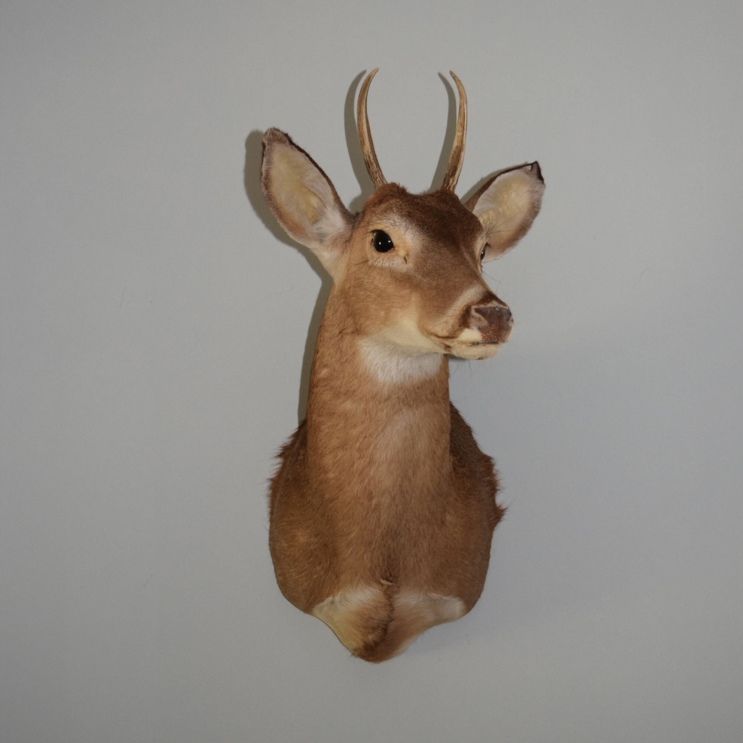 Taxidermy Doe Mount Whitetail Deer Taxidermy Shoulder Mount - Etsy