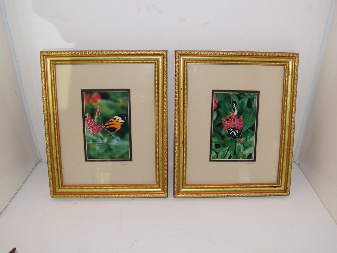 Butterfly Portrait Orange Black White Numata Longwing and Black ...