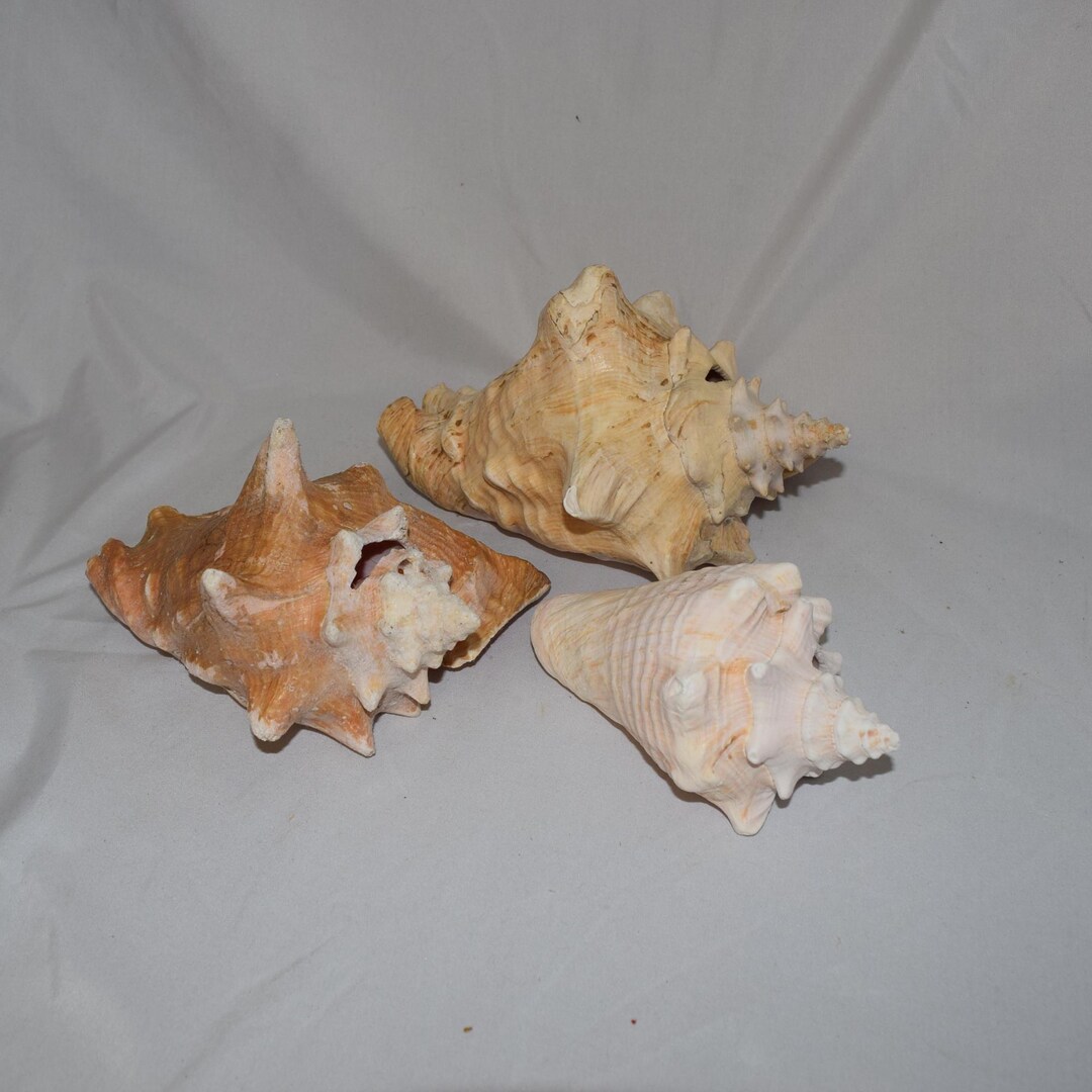 Set of 3 Natural Real Conch Shells Beach Decorative Ocean Theme Objects ...