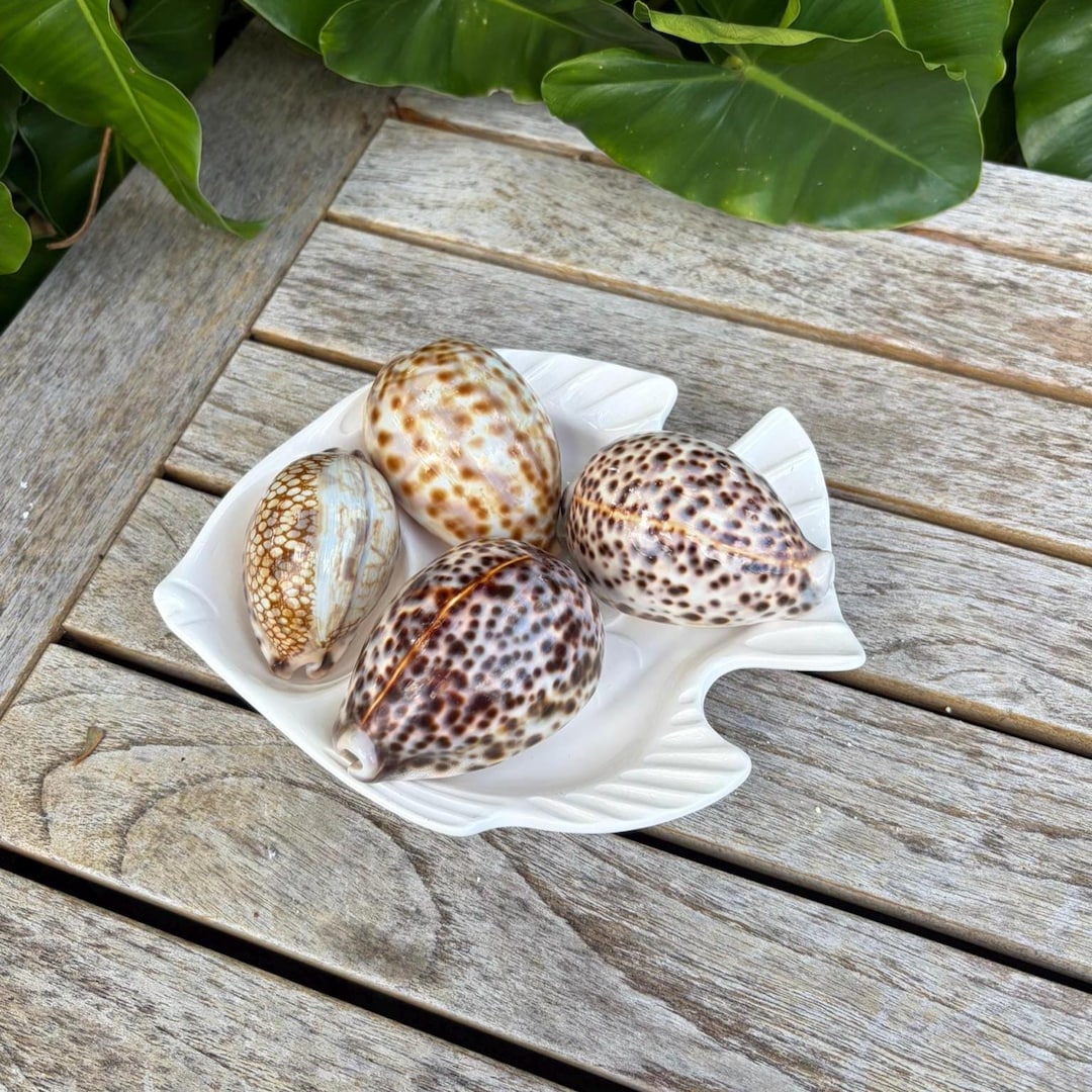 Polished Leopard Tiger Cowrie Shell Cypraea Tigris Specimen Premium ...