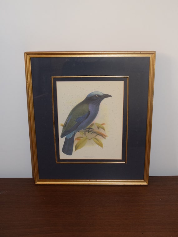J G Keulemans Hanhart Imp. 1930 Bird Lithograph Temmincks - Etsy