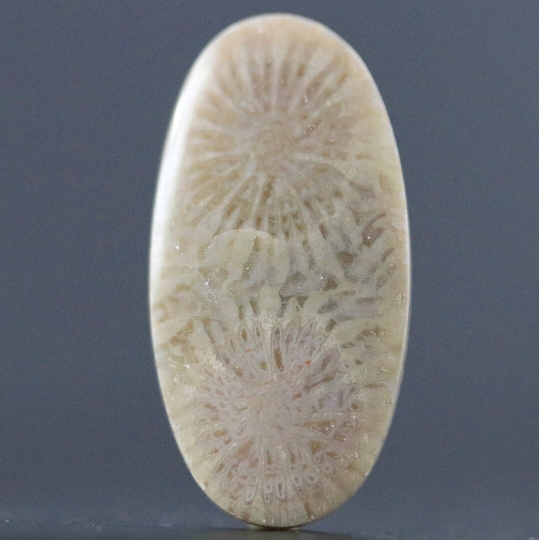 Fossilized Ocean Coral Petoskey Stone Oval Anceint Sea Life Agatized ...