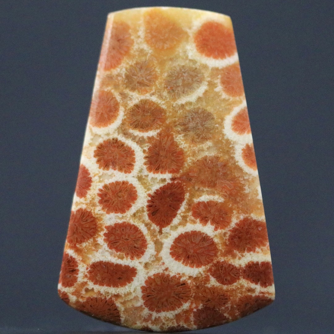 Elegant Fossilized Coral Agatized Sea Specimen From Indonesia Flat ...