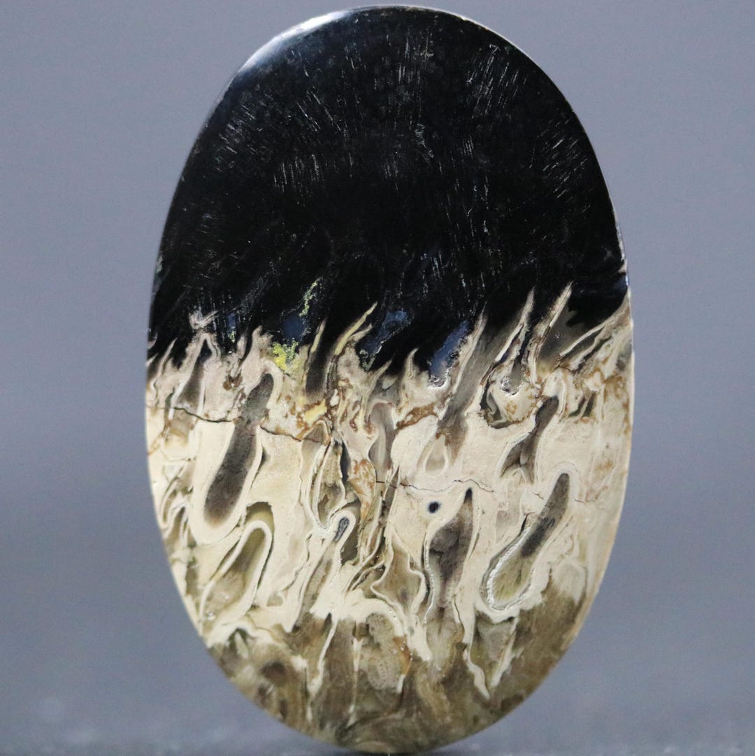 Black & Tan Palm Root Fossil Amazing Gemstone Natural Cabochon ...