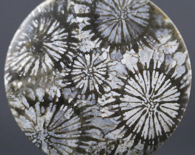Round Agatized Corals Natural Stone Indonesian Fossil Specimen Grey ...