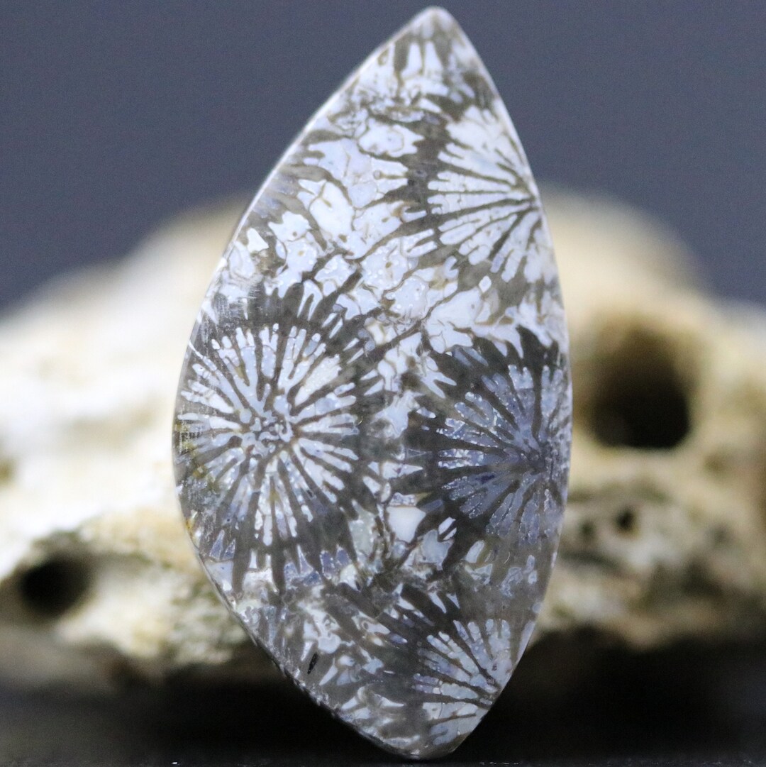 Gray and White Petoskey Stone Free Form Fossilized / Agatized Coral ...