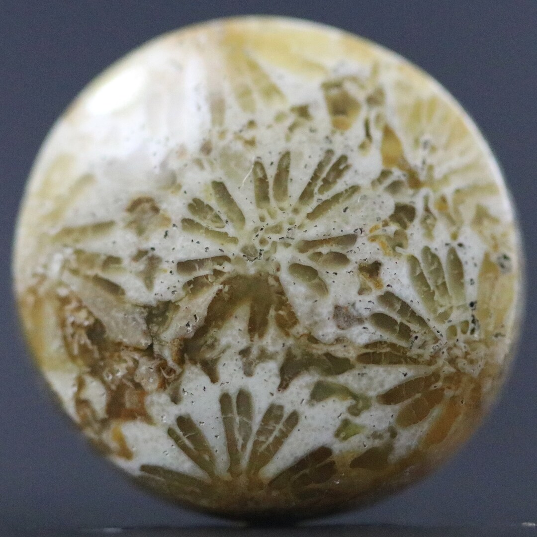 Round Fossil Coral Agatized Ocean Specimen Fossilized Gem Grounding ...