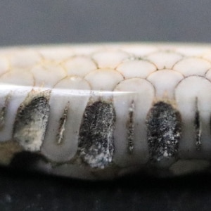 Snakeskin Agate Wrasse Fossilized Mouth Plate Fish Specimen - Etsy