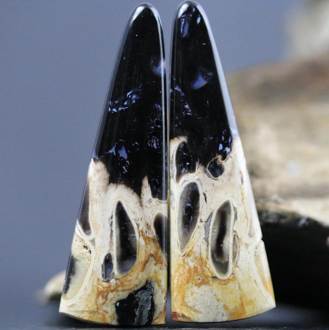 Palm Root Fossil Petrified Wood Gemstone Set Designer Cabochons - Etsy