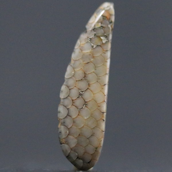 Snakeskin Agate - Etsy