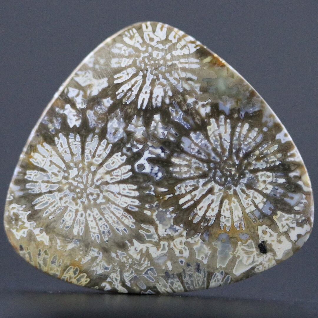 Grey Fossilized Coral Agatized Ocean Specimen Polished Natural Gem ...