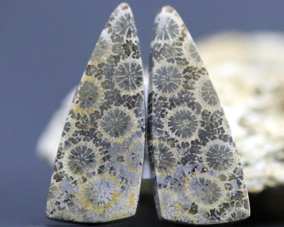 Fossilized Coral Cabochon Pair – Agatized Sea Gemstone - Healing and ...