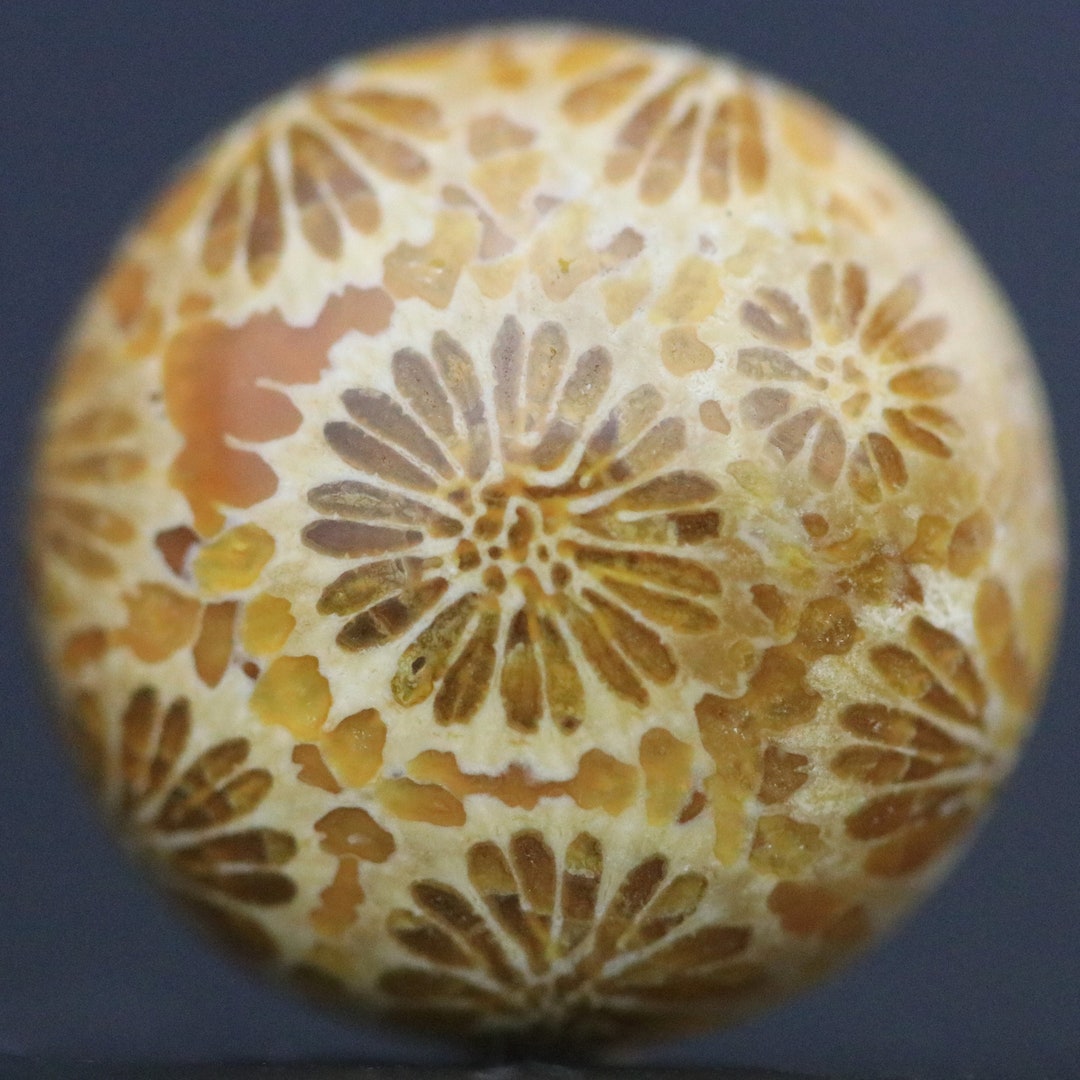 Round Fossilized Coral Ocean Specimen Flat Polished Back 16MM | 8.5 ...