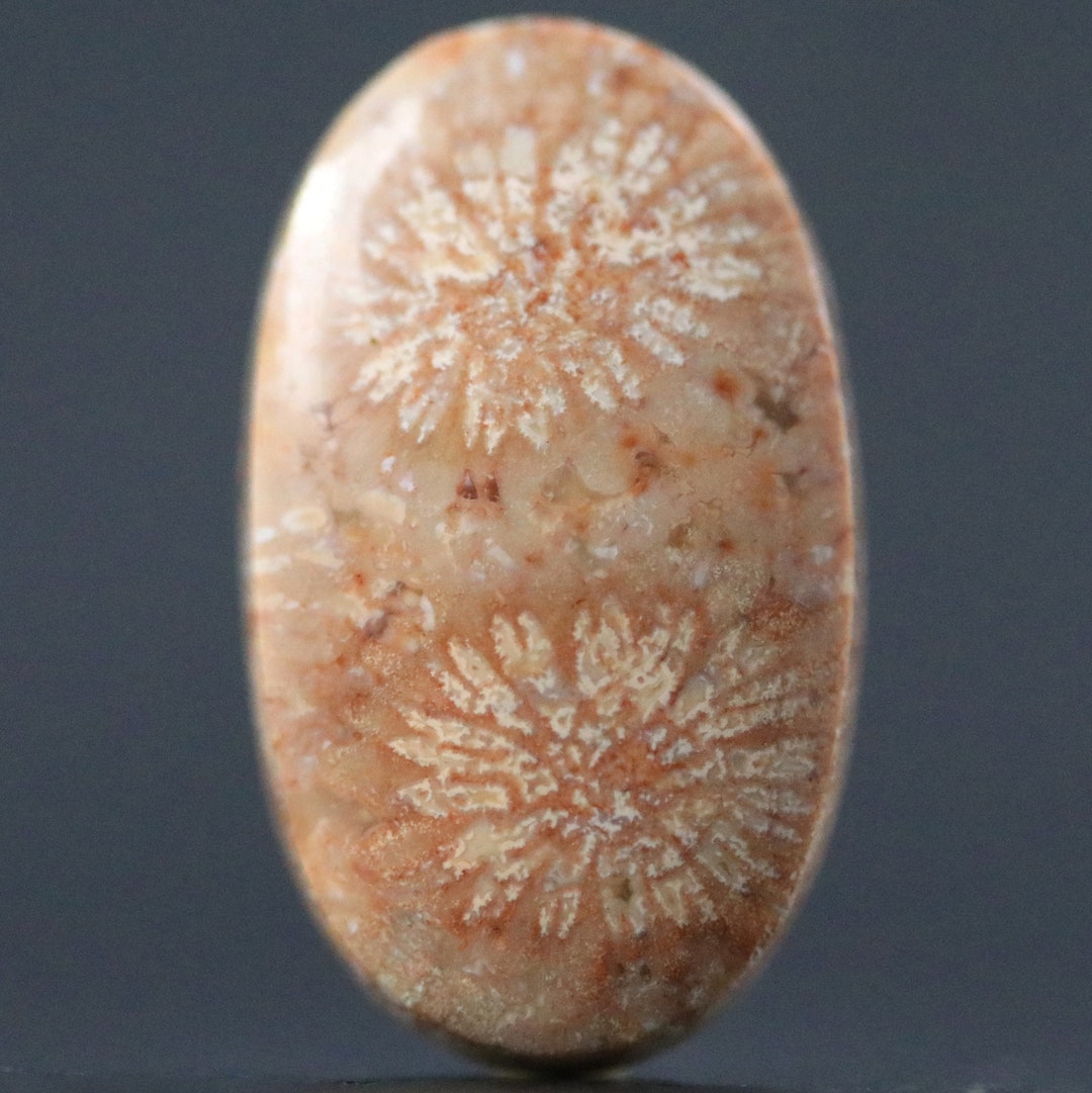 Double Flower Pink Coral Agatized Ocean Specimen Fossilized Stone ...