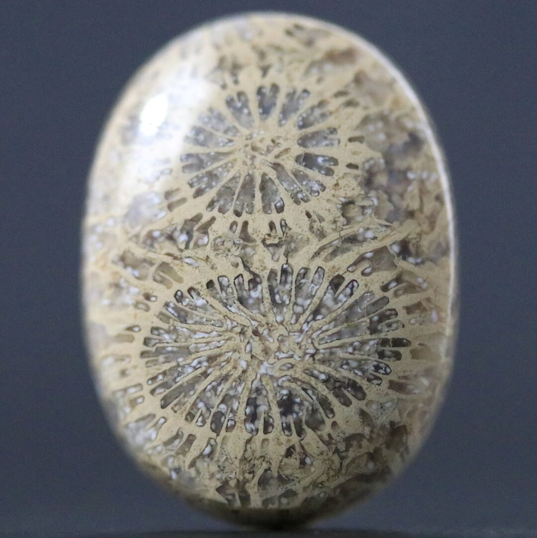 Floral Center Coral Agatized Ocean Specimen Fossilized Stone ...