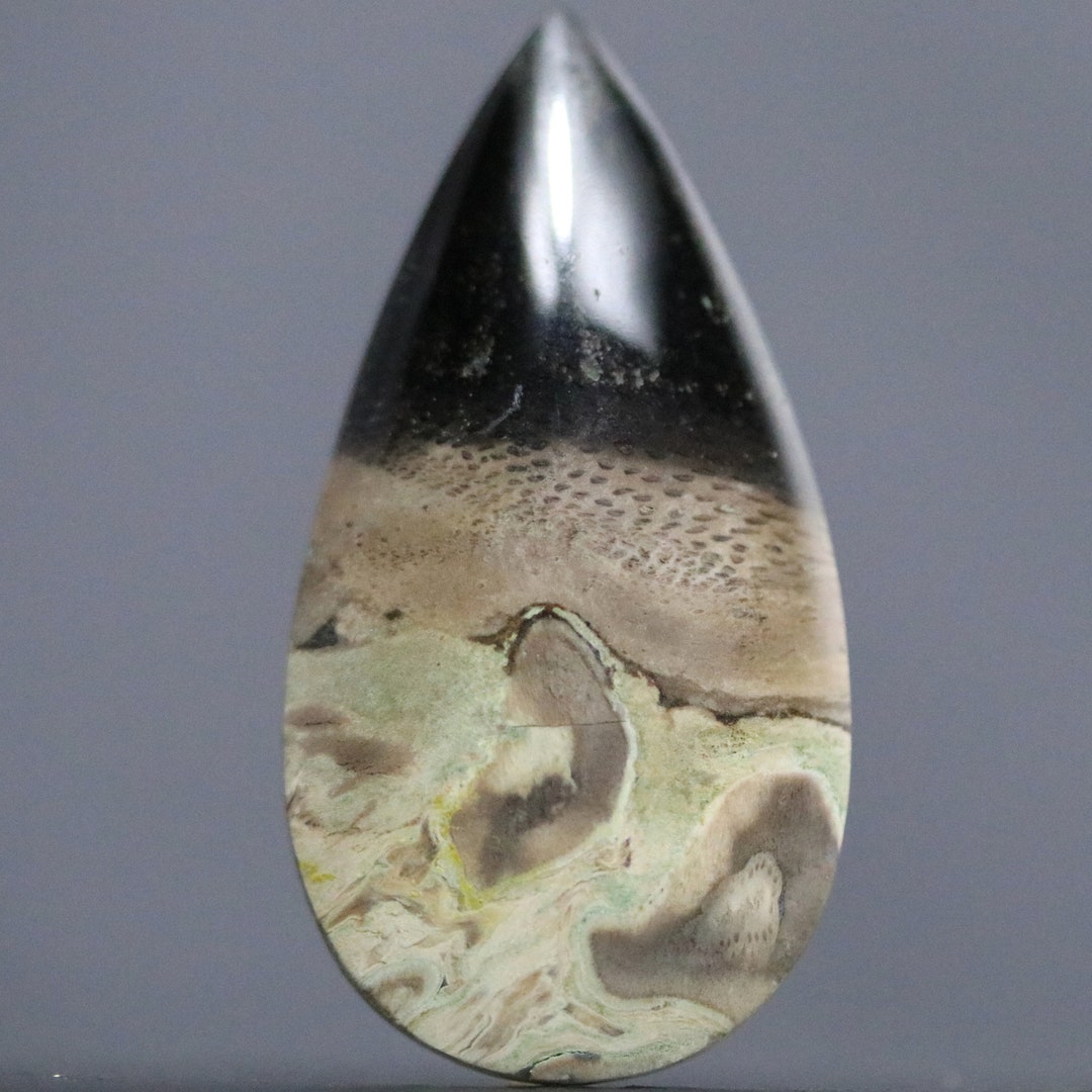 Palm Tree Root Fossil Organic Gemstone Cabochon From Indonesia Teardrop ...