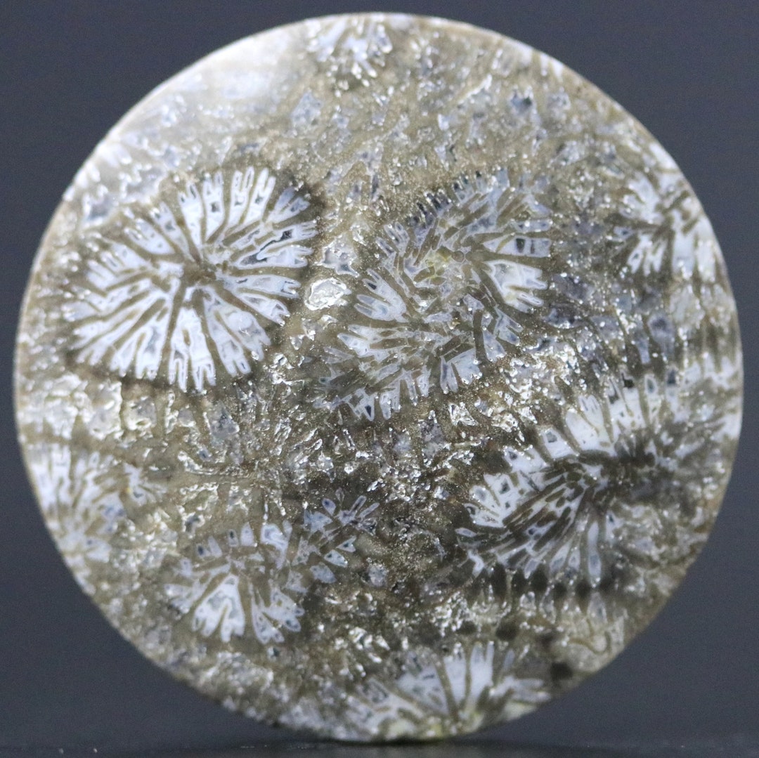 Agatized Sea Coral Fossilized Round Cabochon, Gray Polished Flat Back ...