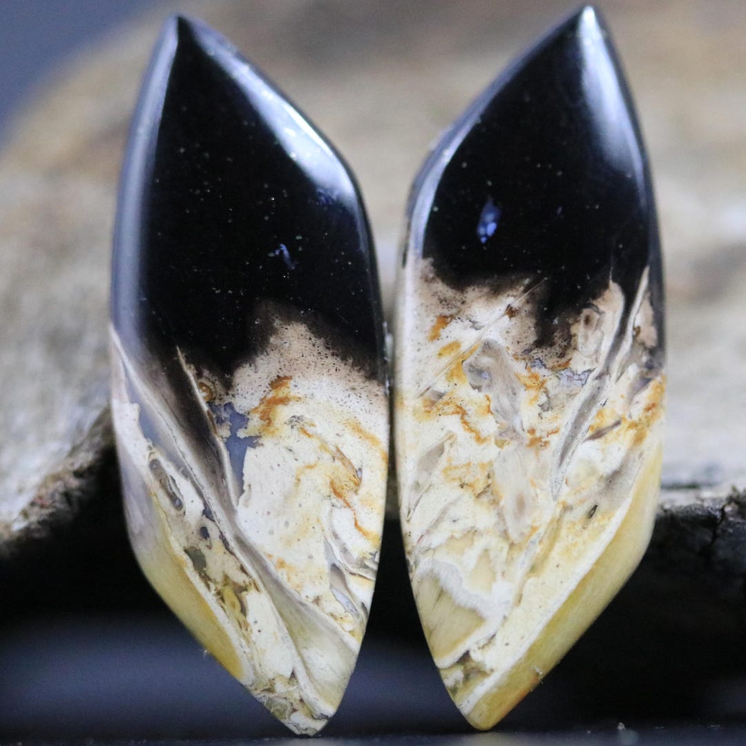 Palm Tree Root Fossil Petrified Wood Cabochon Set Beautiful Matching ...