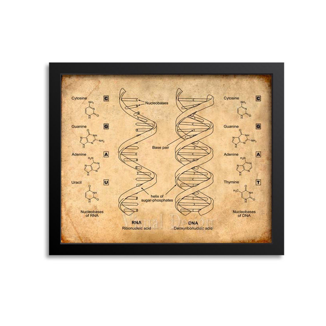 DNA Print Art RNA Print Art Science Art Human DNA Biology | Etsy