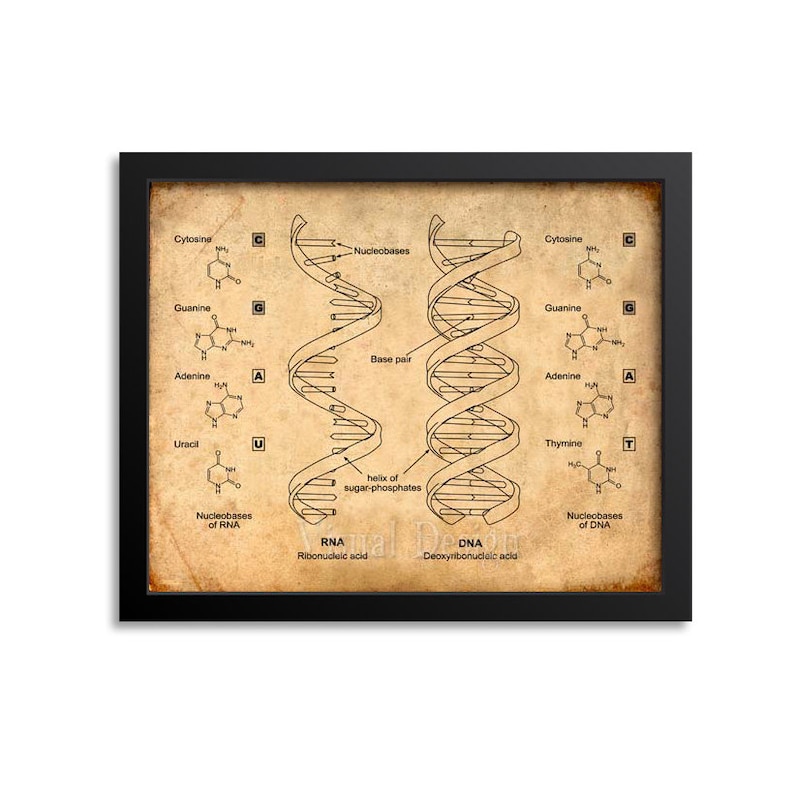 DNA Print Art RNA Print Art Science Art Human DNA Biology - Etsy