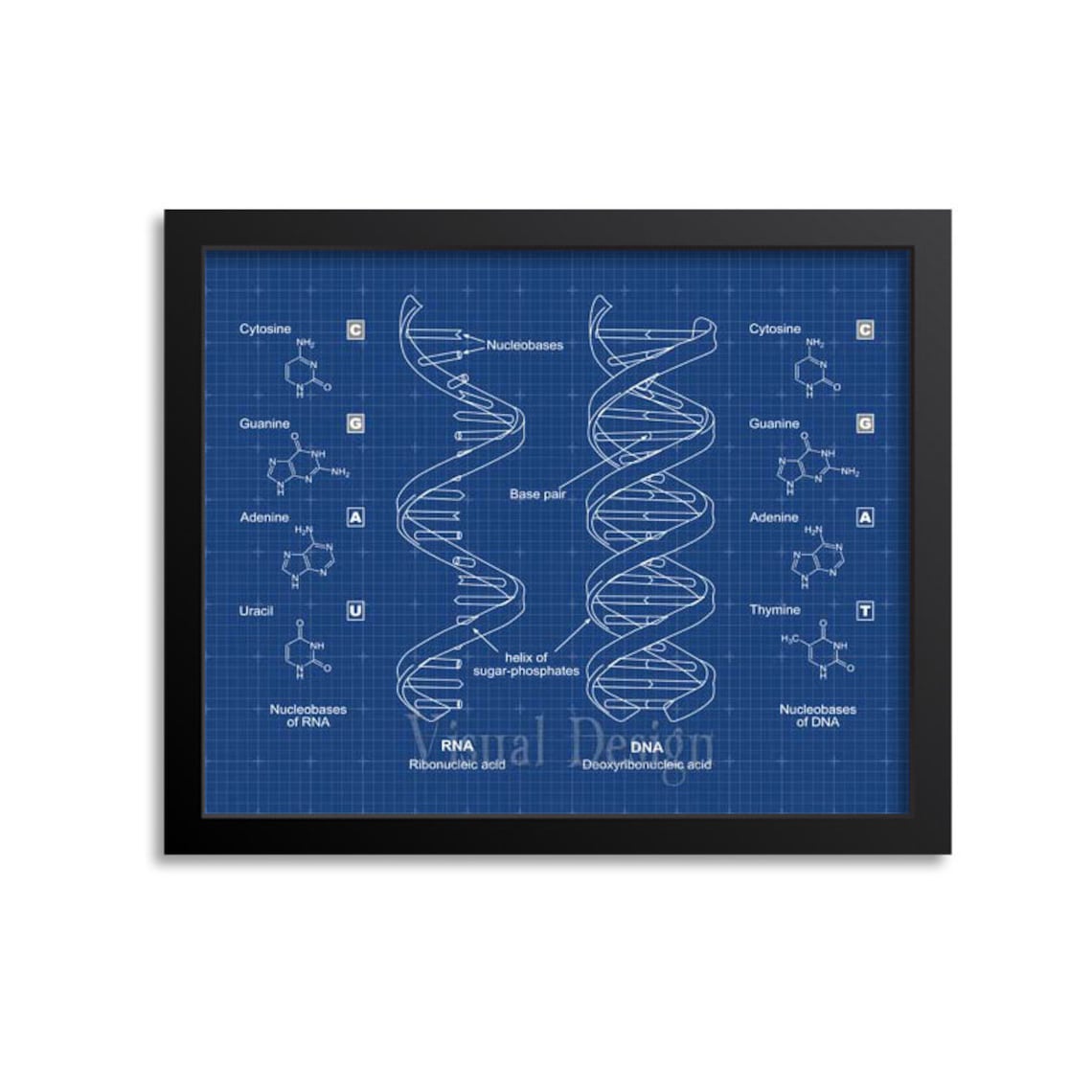 DNA Print Art RNA Print Art Science Art Human DNA Biology | Etsy