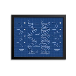 DNA Print Art, RNA Print Art, Science Art, Human DNA, Biology Print ...