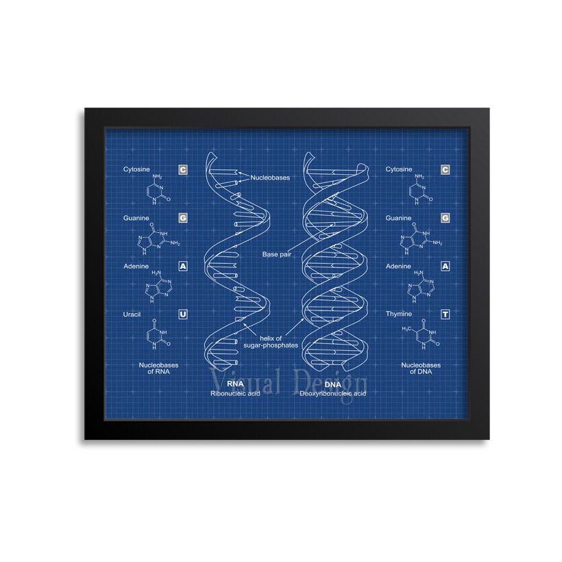 DNA Print Art RNA Print Art Science Art Human DNA Biology | Etsy