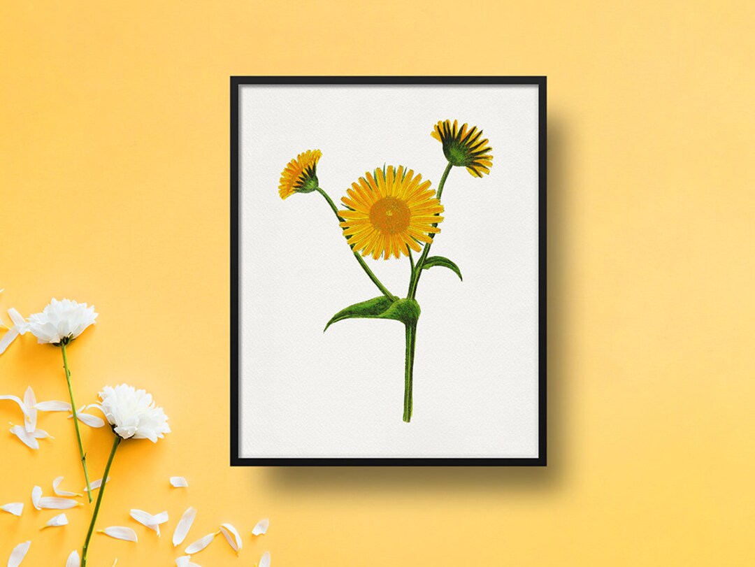 Daisy Print, Flower Art, Yellow Flower Print, Botanical Prints, Nature ...