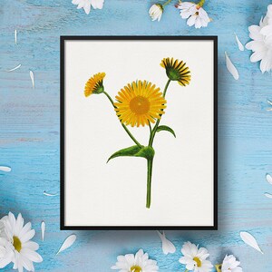 Daisy Print, Flower Art, Yellow Flower Print, Botanical Prints, Nature ...