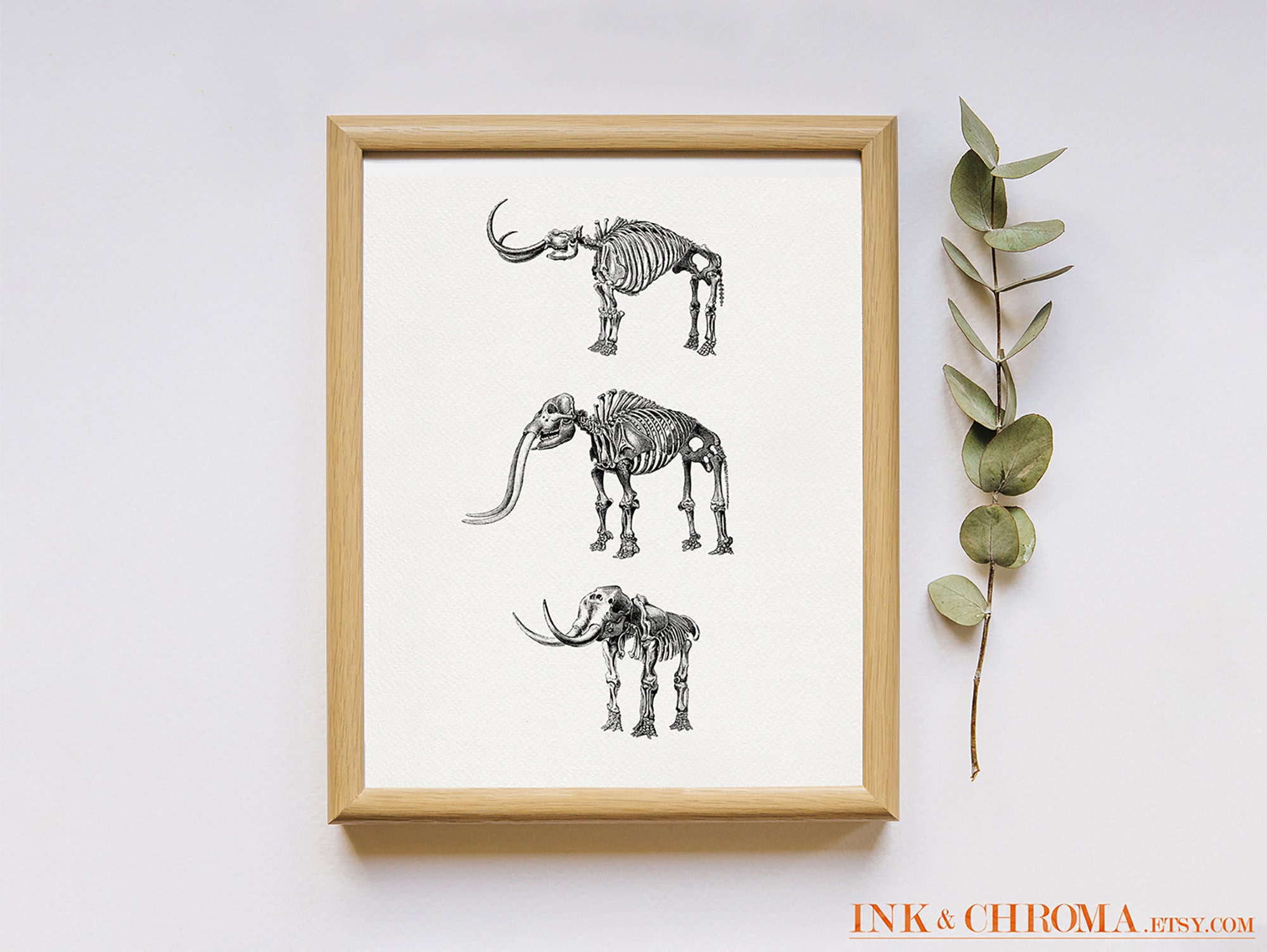 Mastodon Animal Artwork